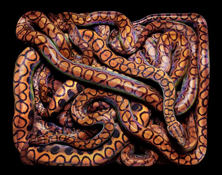 Slithery Snake Art » TwistedSifter