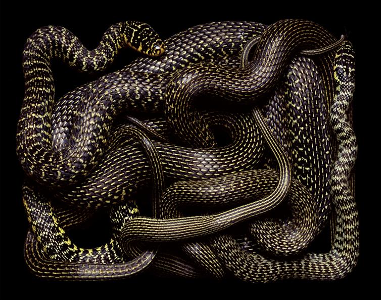 Slithery Snake Art » TwistedSifter