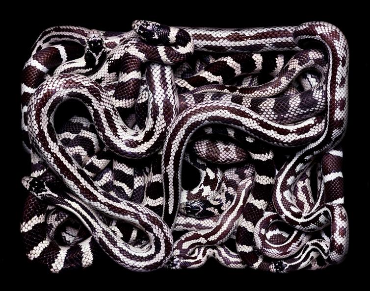 Slithery Snake Art » TwistedSifter
