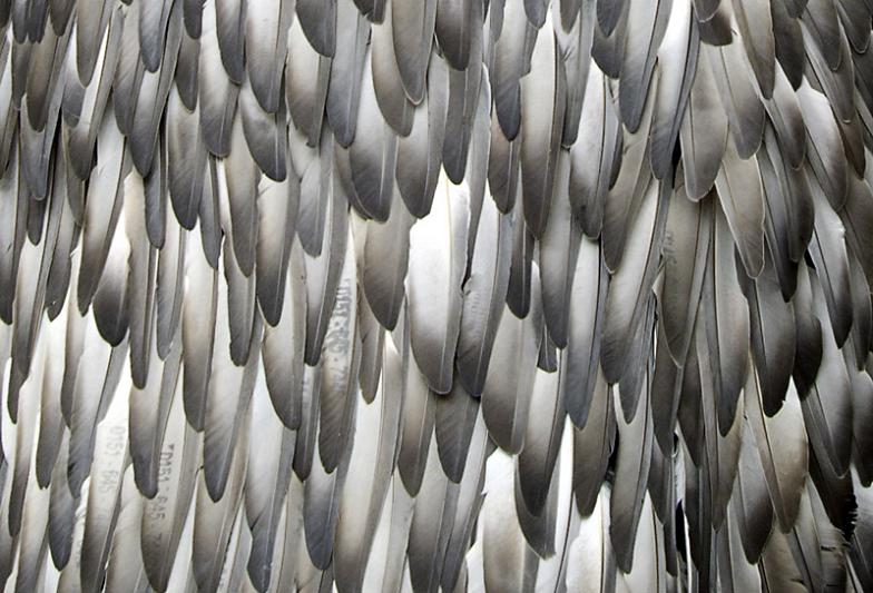 Incredible Feather Art by Kate MccGwire » TwistedSifter