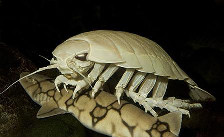 The Giant Isopod » TwistedSifter