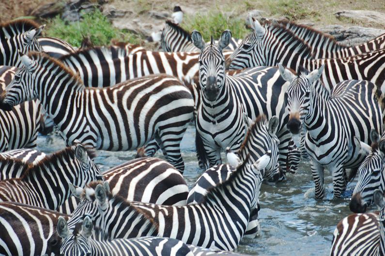 10 Bizarre Names for a Group of Animals - TwistedSifter