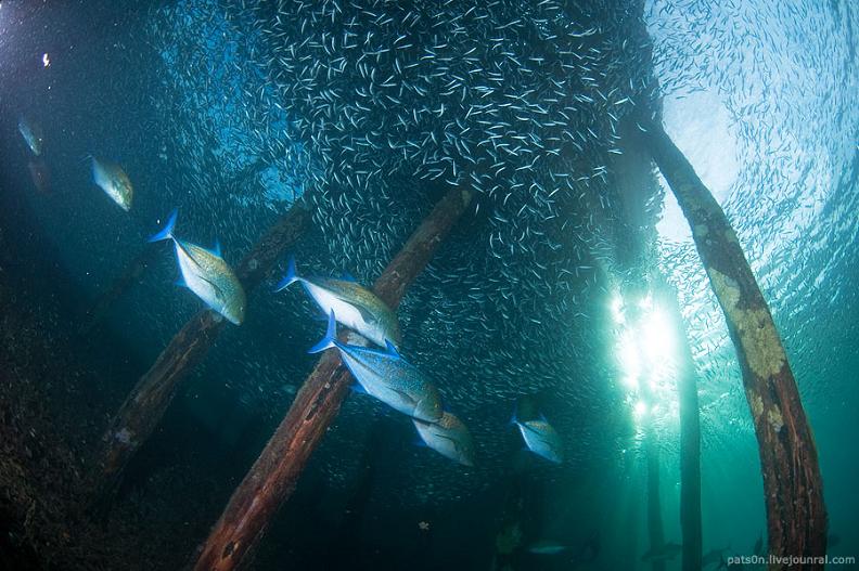 15 Fascinating Schools of Fish » TwistedSifter