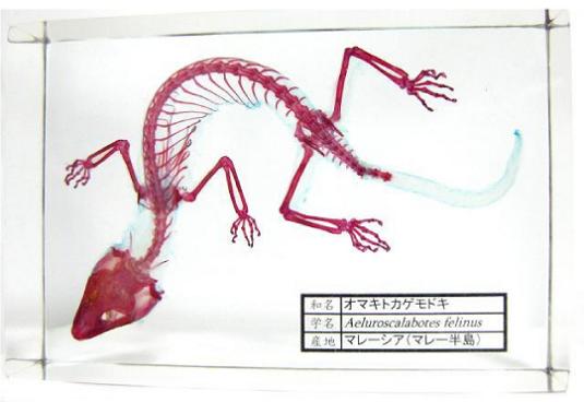 21 Specimens with Transparent Skin and Rainbow Skeletons » TwistedSifter