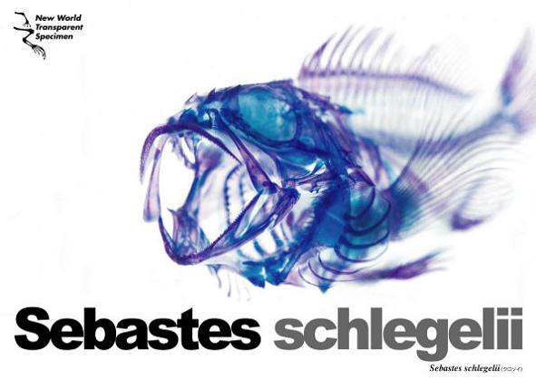 21 Specimens with Transparent Skin and Rainbow Skeletons - TwistedSifter