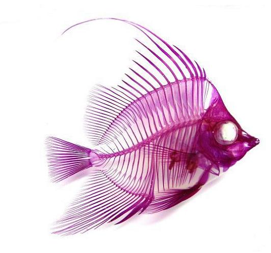 21 Specimens with Transparent Skin and Rainbow Skeletons » TwistedSifter