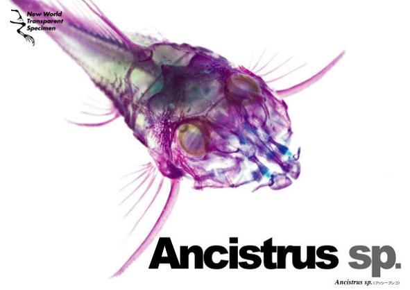 21 Specimens with Transparent Skin and Rainbow Skeletons » TwistedSifter