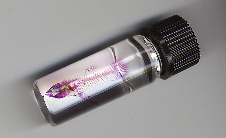 21 Specimens with Transparent Skin and Rainbow Skeletons » TwistedSifter