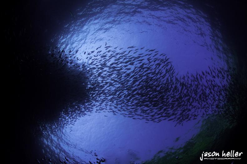 15 Fascinating Schools of Fish - TwistedSifter
