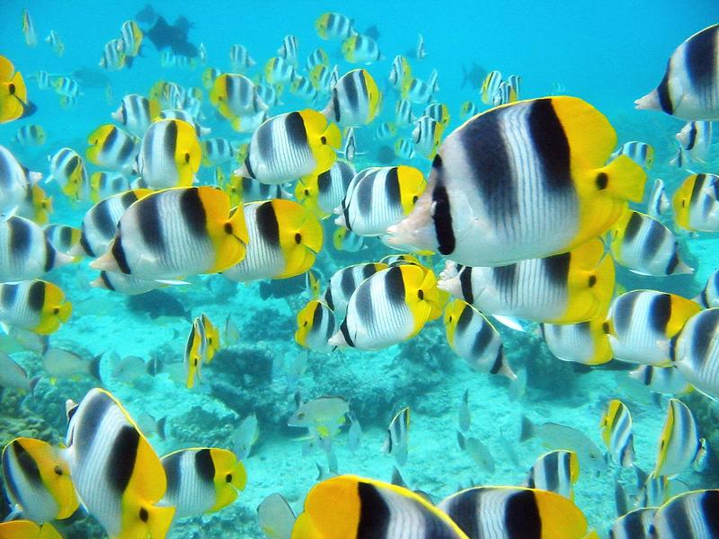 15 Fascinating Schools of Fish » TwistedSifter