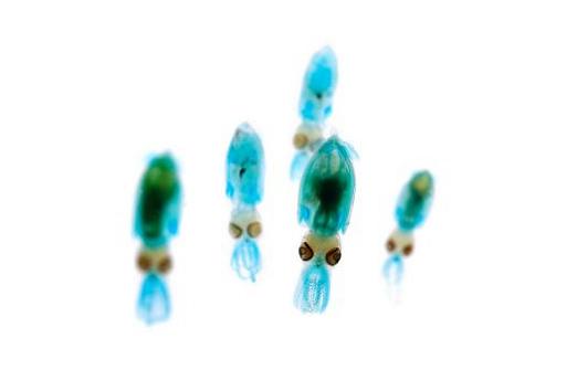 21 Specimens with Transparent Skin and Rainbow Skeletons » TwistedSifter