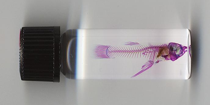 21 Specimens with Transparent Skin and Rainbow Skeletons » TwistedSifter