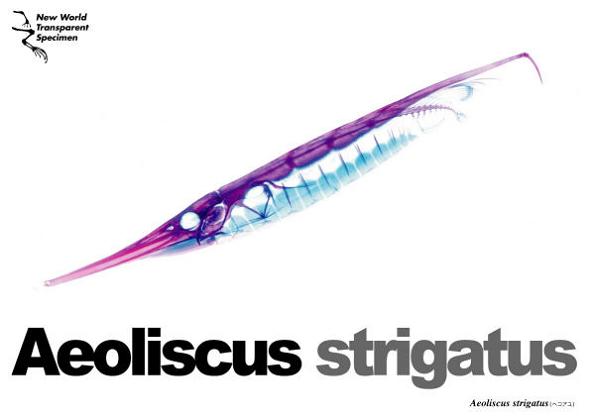 21 Specimens with Transparent Skin and Rainbow Skeletons » TwistedSifter