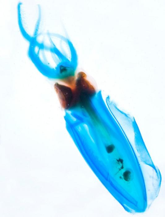 21 Specimens with Transparent Skin and Rainbow Skeletons » TwistedSifter