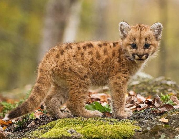 10 cosas que no sabías sobre los pumas [15 fotos] - TwistedSifter ...