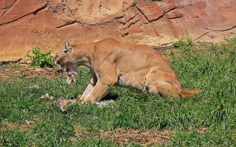 10 cosas que no sabías sobre los pumas [15 fotos] - TwistedSifter ...