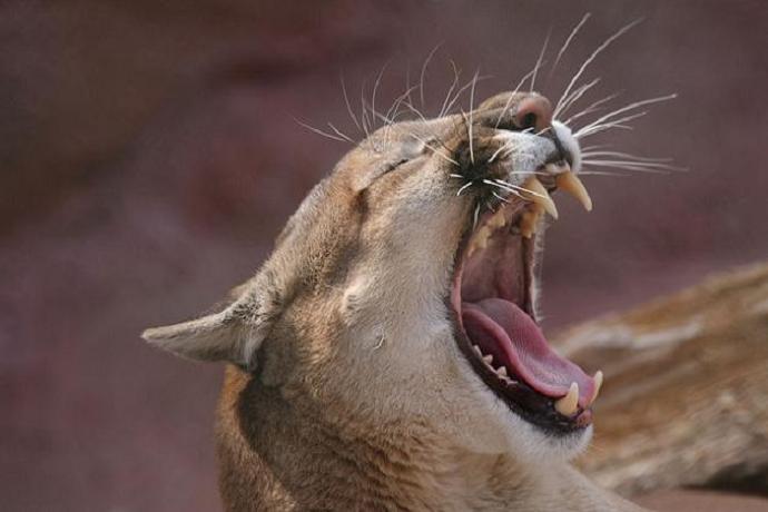 10 Things You Didn't Know About Cougars [15 pics] - TwistedSifter