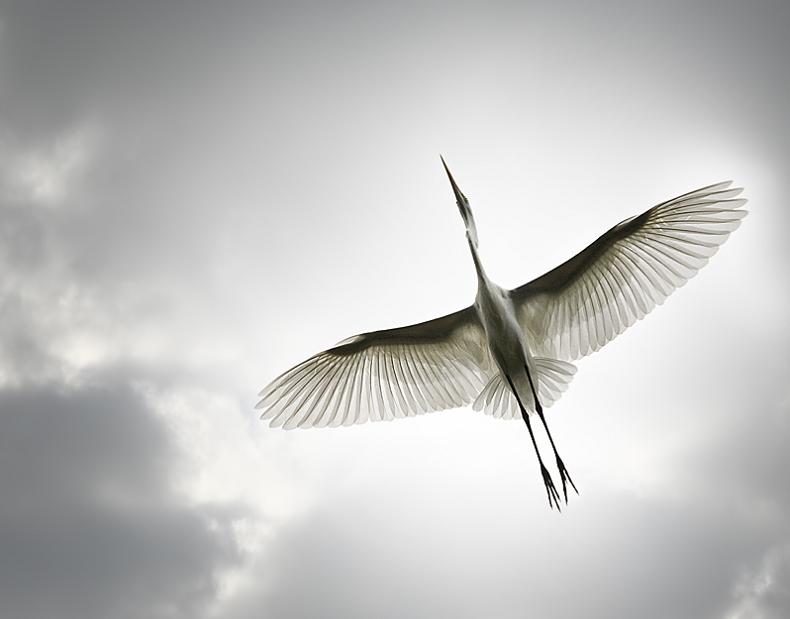 25 Stunning Photographs of Birds in Flight » TwistedSifter