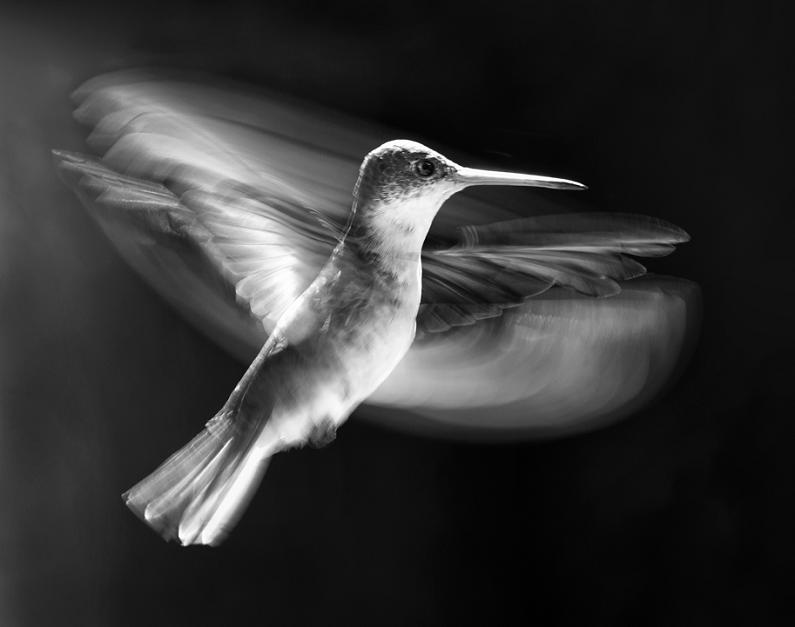 25 Stunning Photographs of Birds in Flight » TwistedSifter