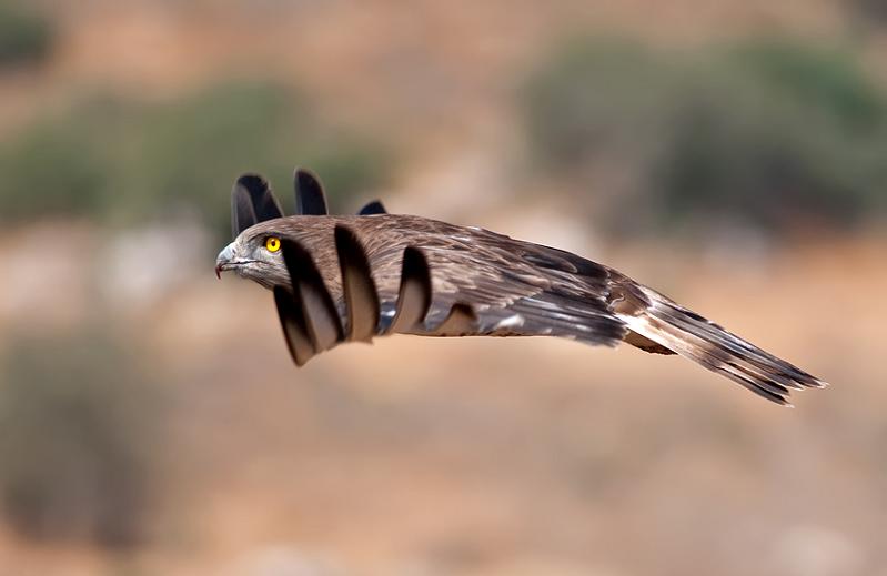 25 Stunning Photographs of Birds in Flight » TwistedSifter
