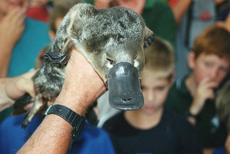 The World’s Weirdest Mammal – The Platypus » TwistedSifter
