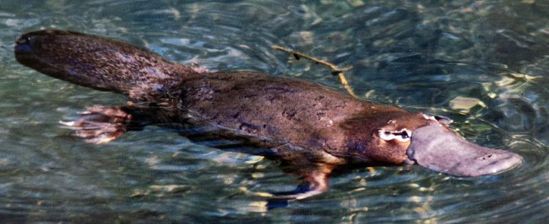 The World’s Weirdest Mammal – The Platypus » TwistedSifter