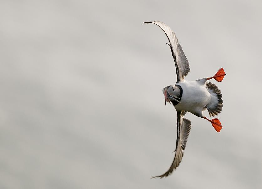 25 Stunning Photographs of Birds in Flight » TwistedSifter