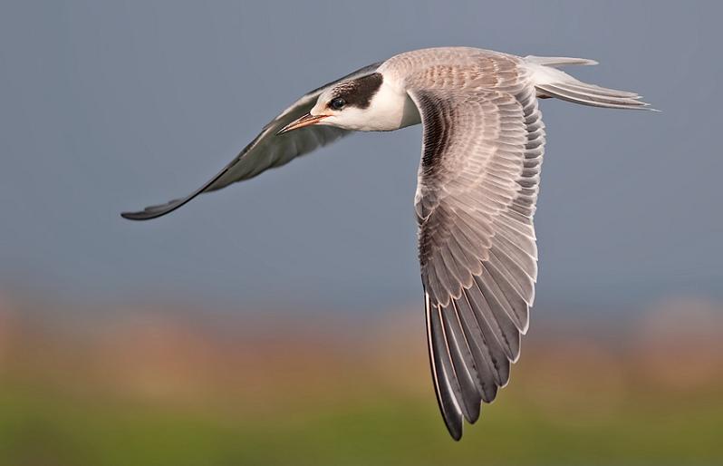 25 Stunning Photographs of Birds in Flight » TwistedSifter