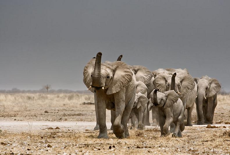 Top 10 Facts of the World's Largest Land Animal [20 pics] - TwistedSifter