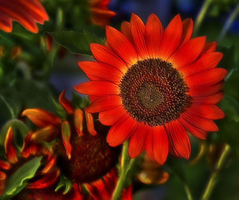 The Flickr Color Exploration Series: RED - TwistedSifter
