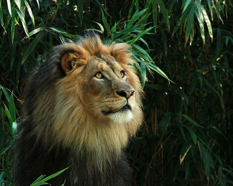 25 Magnificent Pictures of LIONS » TwistedSifter