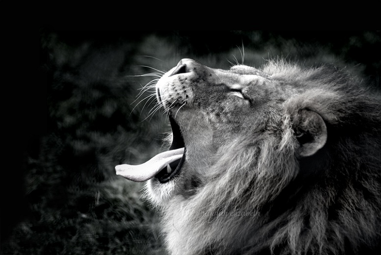 25 Magnificent Pictures of LIONS » TwistedSifter