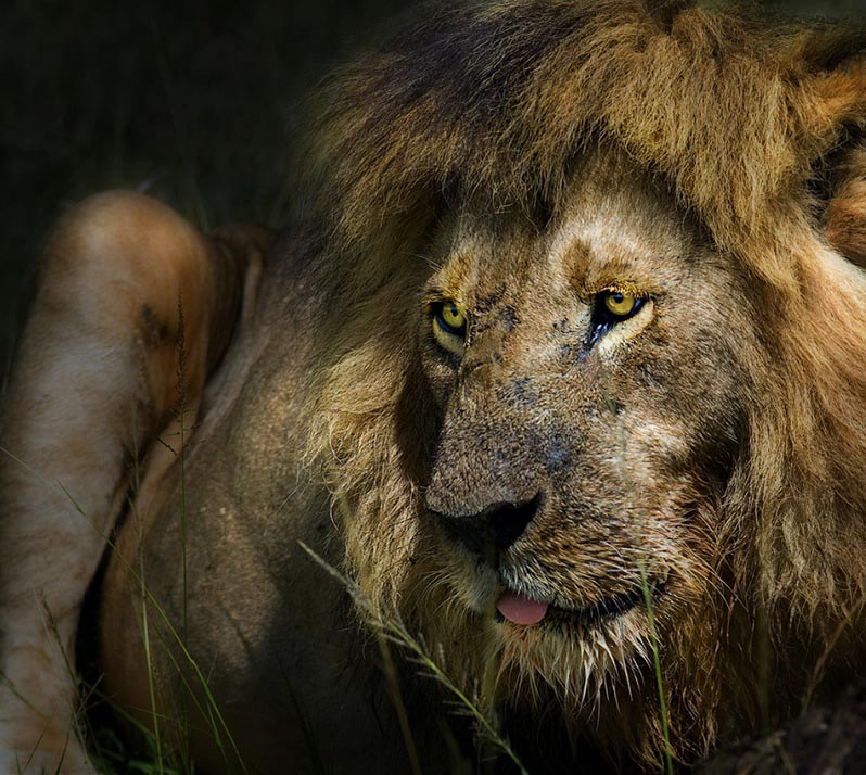 25 Magnificent Pictures of LIONS » TwistedSifter
