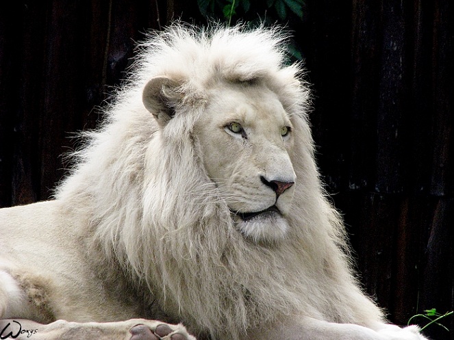 25 Magnificent Pictures of LIONS » TwistedSifter