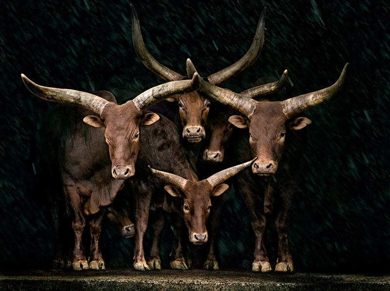 Picture of the Day: Watusi Family Portrait » TwistedSifter