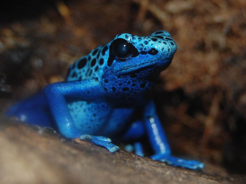 10 Reasons Frogs Are Awesome [25 Pics] » TwistedSifter