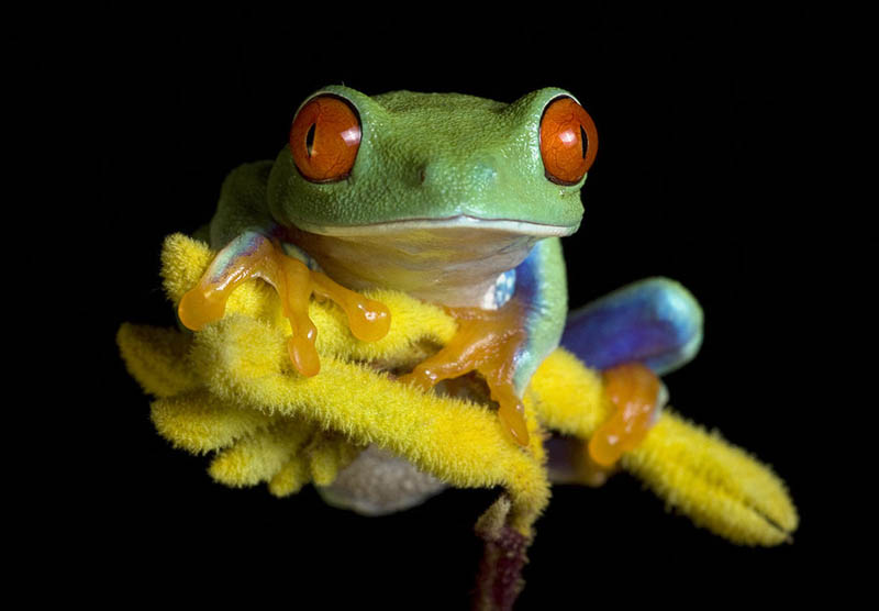 10 Reasons Frogs Are Awesome [25 Pics] » TwistedSifter