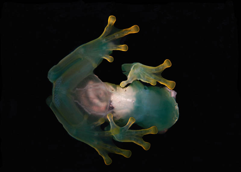 10 Reasons Frogs Are Awesome [25 Pics] » TwistedSifter