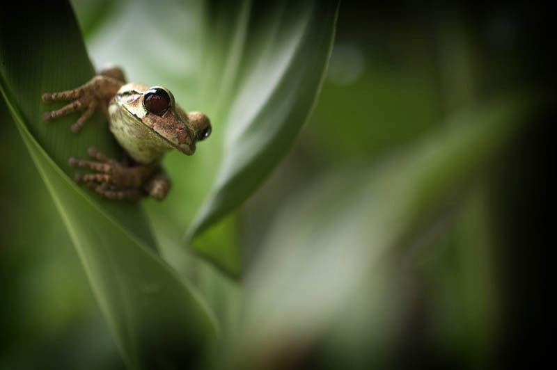 10 Reasons Frogs Are Awesome [25 Pics] » TwistedSifter