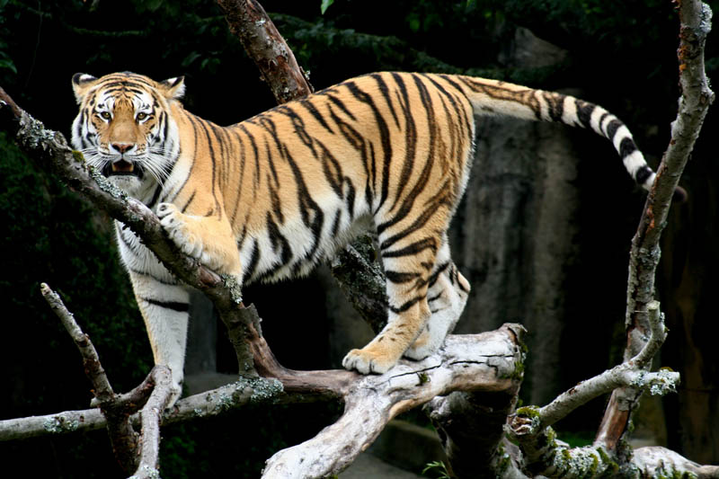 The Mighty Tiger: 15 Facts and 25 Stunning Photos - TwistedSifter