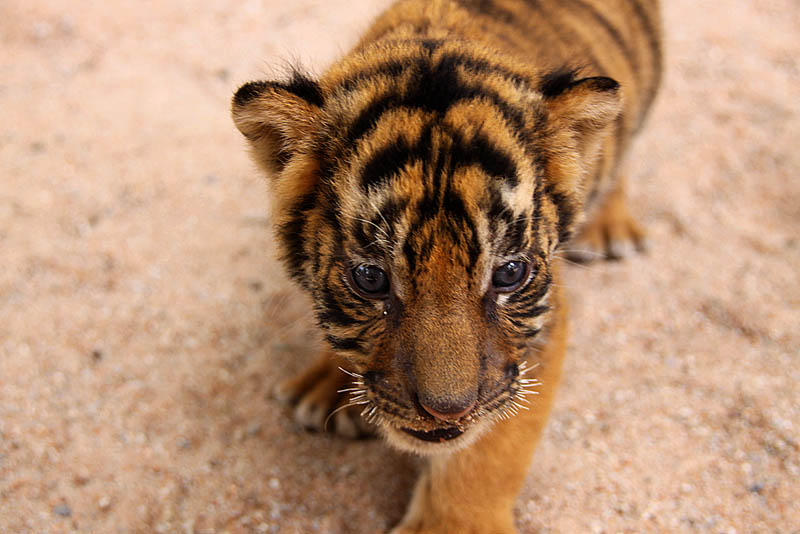 The Mighty Tiger: 15 Facts and 25 Stunning Photos » TwistedSifter