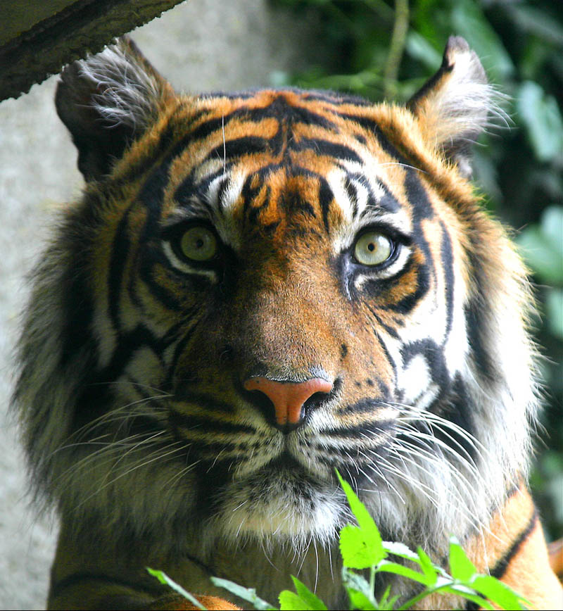 The Mighty Tiger: 15 Facts and 25 Stunning Photos » TwistedSifter