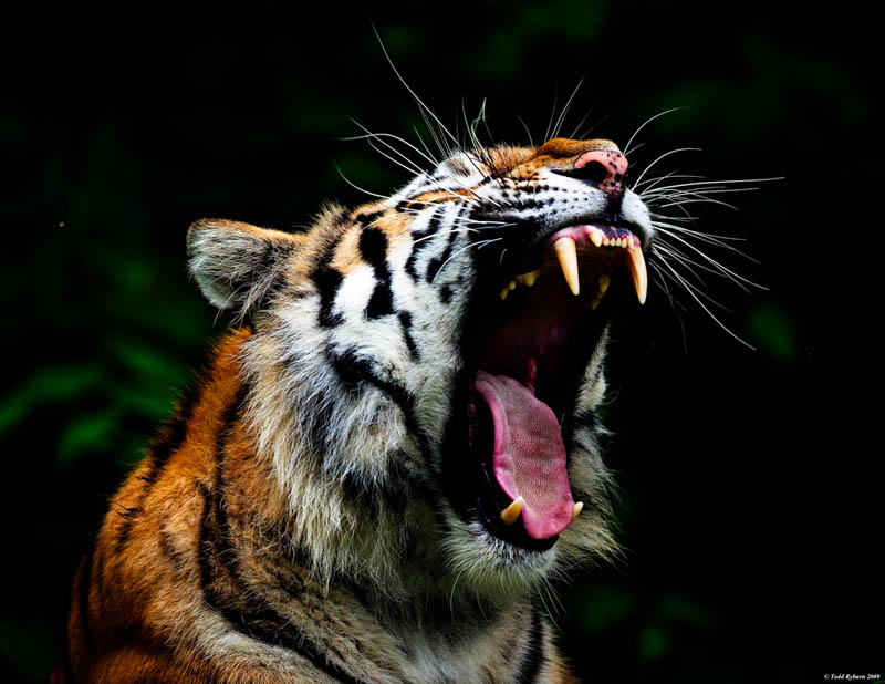 The Mighty Tiger: 15 Facts and 25 Stunning Photos » TwistedSifter