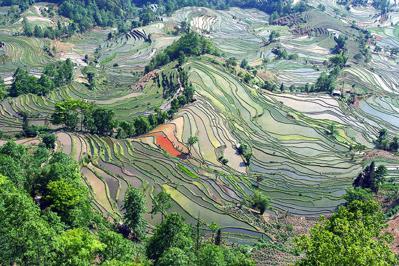 25 Unbelievable Photographs of Rice Terraces » TwistedSifter