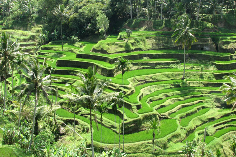 25 Unbelievable Photographs of Rice Terraces » TwistedSifter