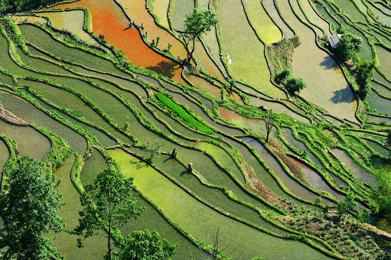 25 Unbelievable Photographs of Rice Terraces » TwistedSifter