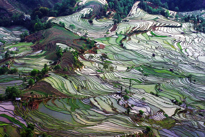 25 Unbelievable Photographs of Rice Terraces » TwistedSifter