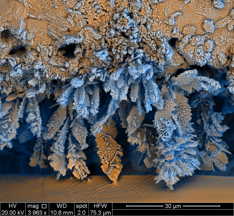 Incredible Examples of Electron Microscope Photography » TwistedSifter