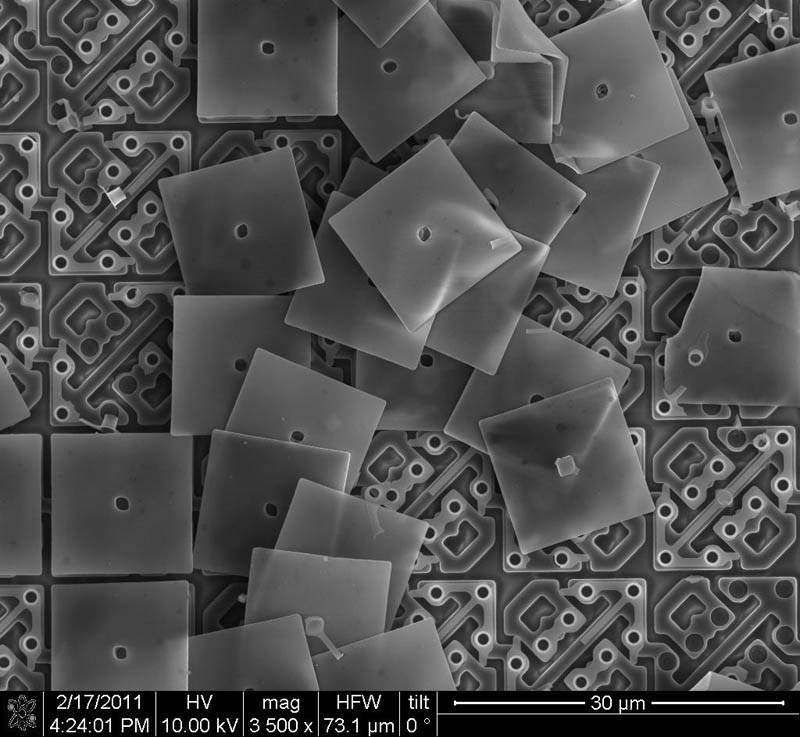 Incredible Examples of Electron Microscope Photography - TwistedSifter