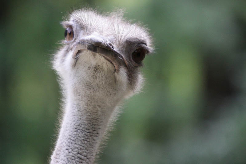 10 Things You Didn’t Know About the World’s Largest Bird » TwistedSifter
